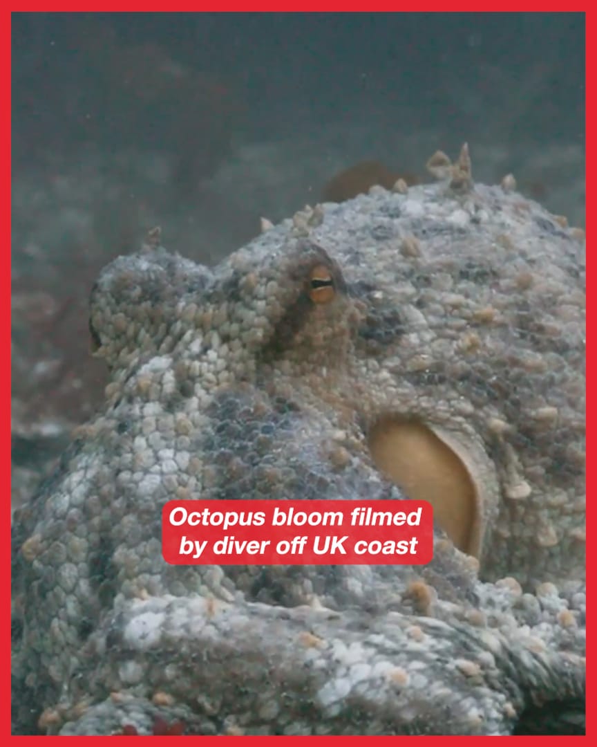 Octopus bloom filmed by diver off UK coast