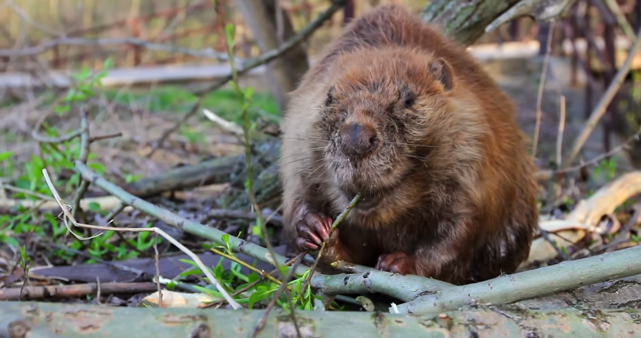 Watch what happens when a giant pond rat blocks a river – the entire ...