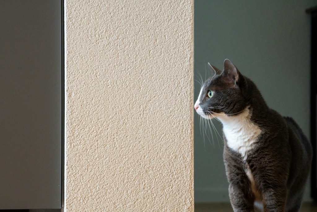 The real science behind your cat’s strangest behaviors