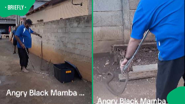 Snake catcher handles suspected black mamba barefoot during dramatic ...