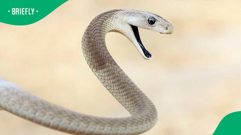 Snake catcher handles suspected black mamba barefoot during dramatic ...