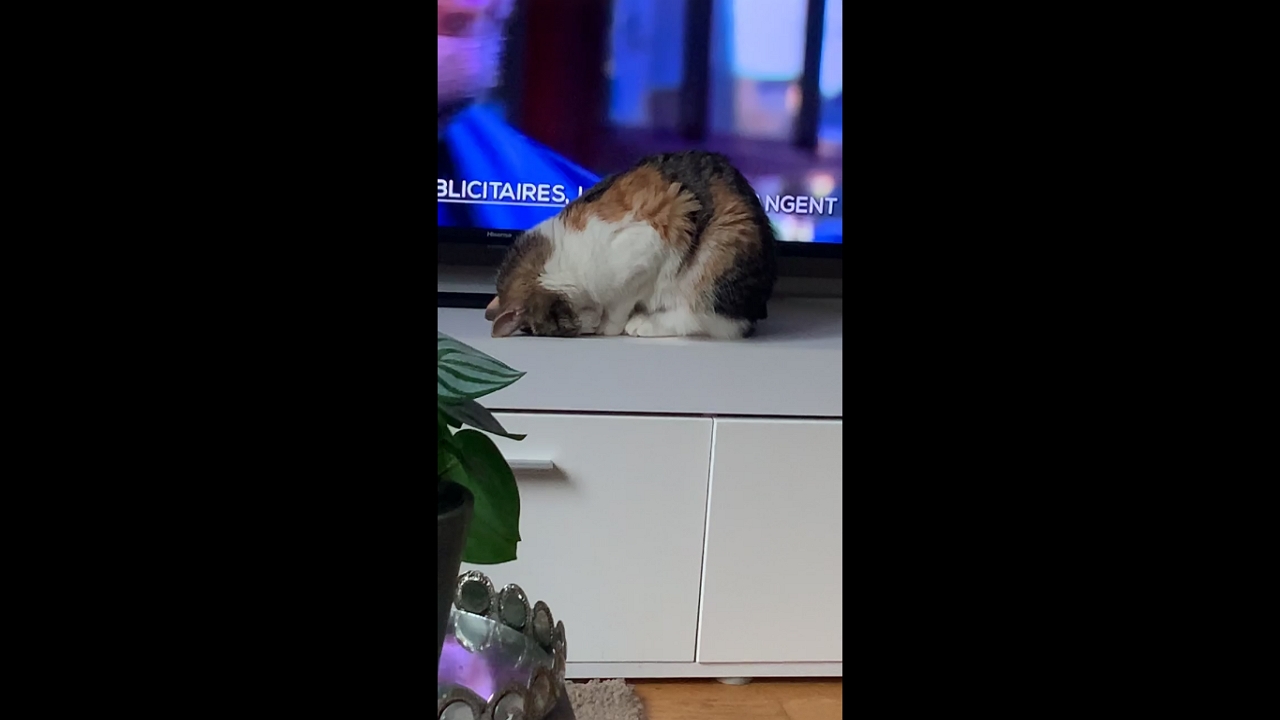 Nala's purr-fect prayer pose: a catnap in Paris