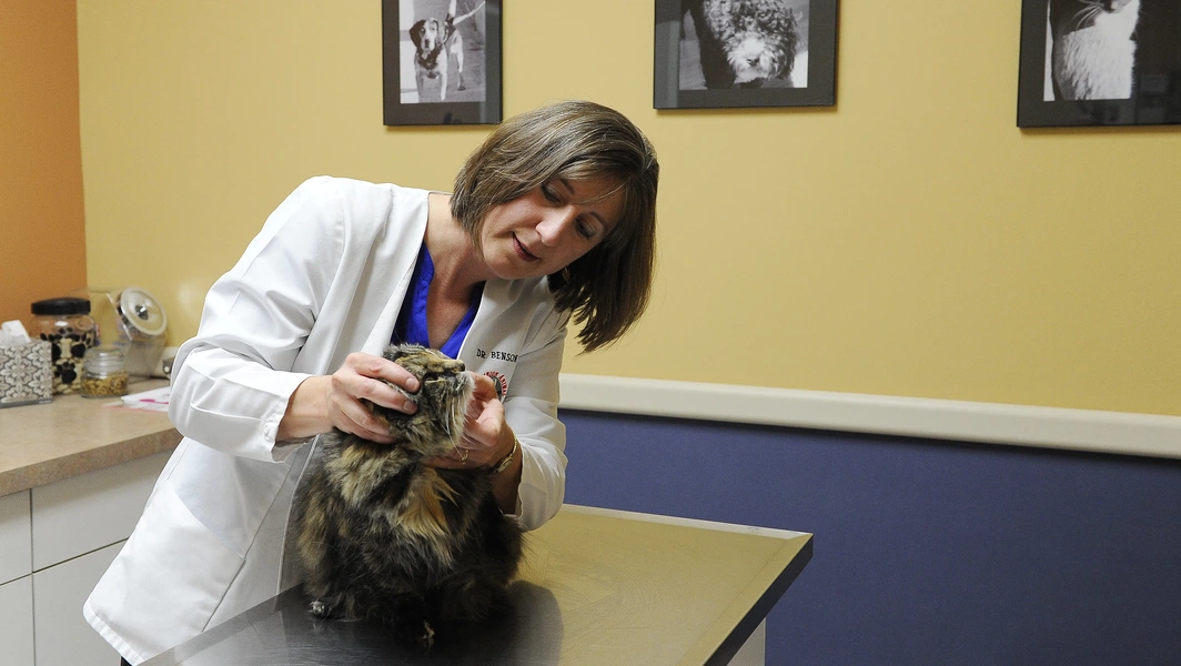 Experts share science-backed signs of feline affection