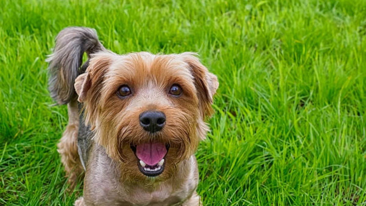 These small dog breeds have a way of winning people over