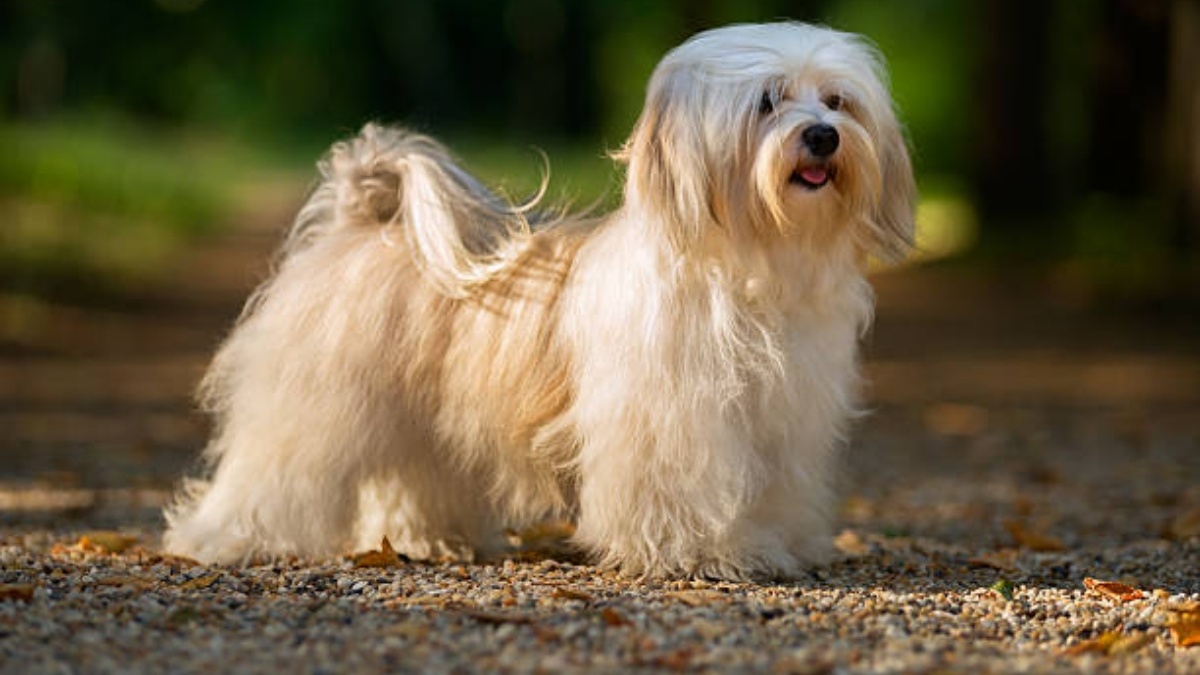 These small dog breeds have a way of winning people over
