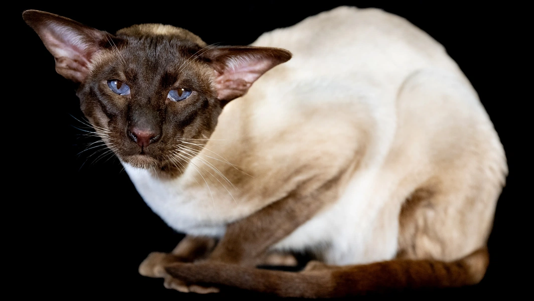 14 cat breeds known for strong human bonds