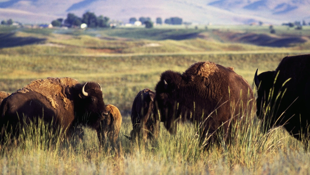 Montana’s bison: Ecology, culture, and conservation