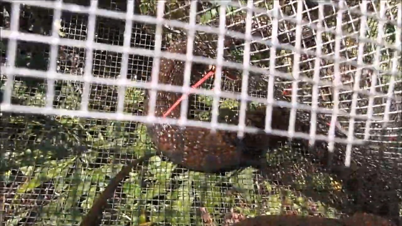 A huge snake crawled into the trap, "after the goldfish," then he had ...
