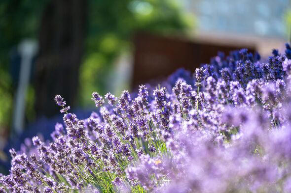 Four things to plant now for a gorgeously scented garden