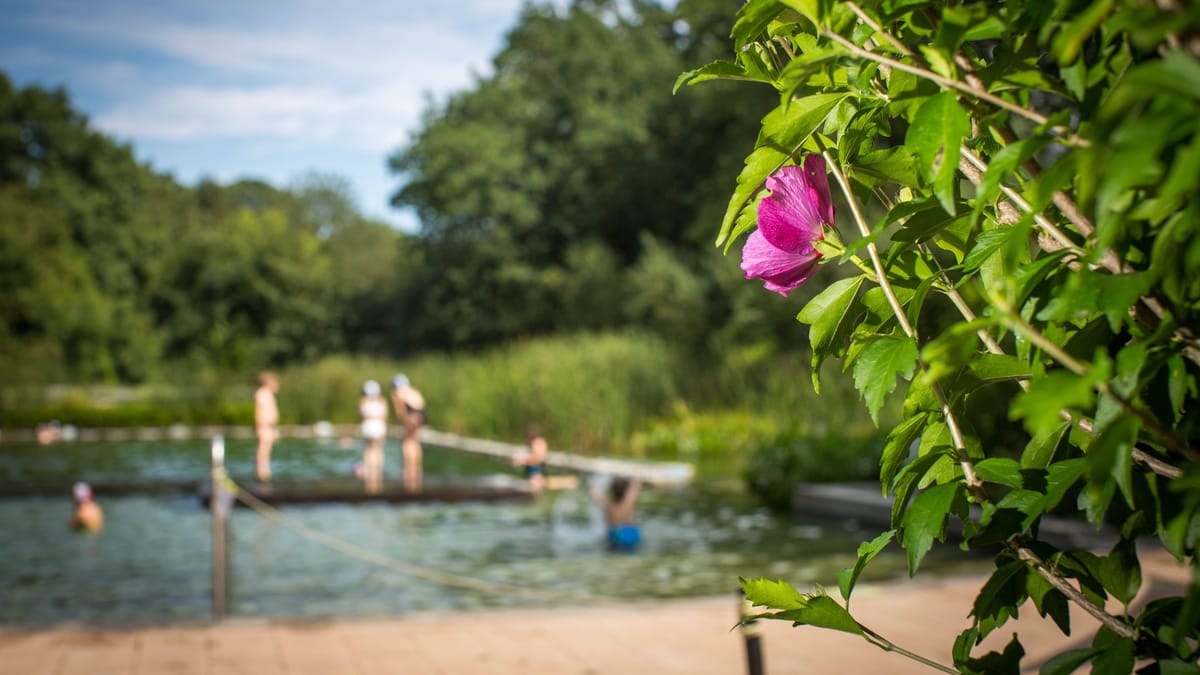 Dieses Dresdner Freibad ist das bestbewertete Deutschlands