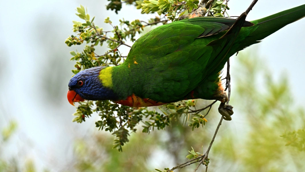 16 strikingly colorful birds from around the world