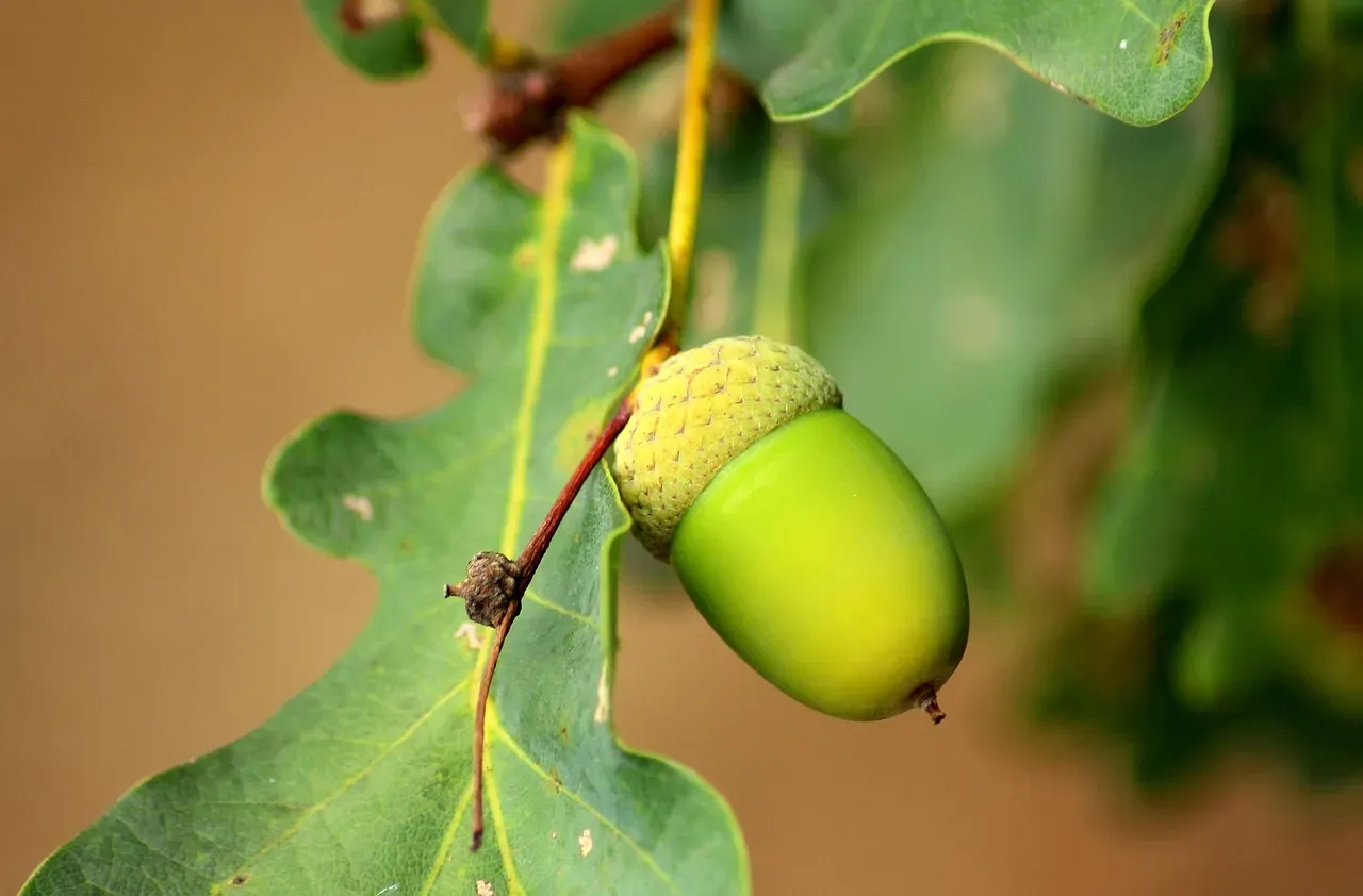 7 common trees you cannot legally remove - even when they are growing ...