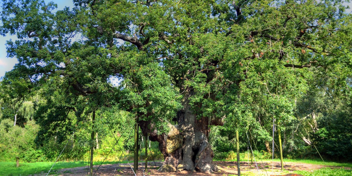 Britain's world-famous Robin Hood oak tree has died — what happens next?
