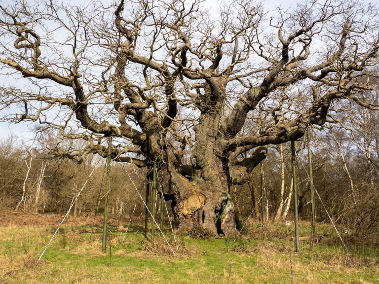 Britain's world-famous Robin Hood oak tree has died — what happens next?