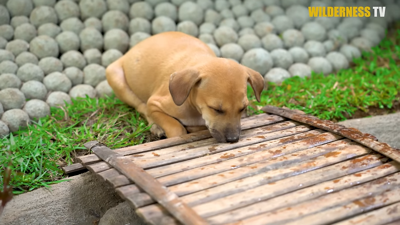 Watch cold hungry puppies finally sleep safe by their redfish pond