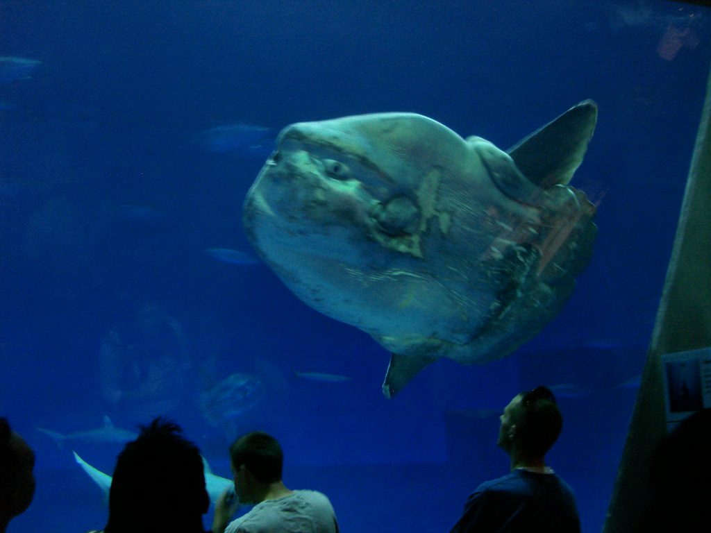 Scientists discover the world’s largest fish