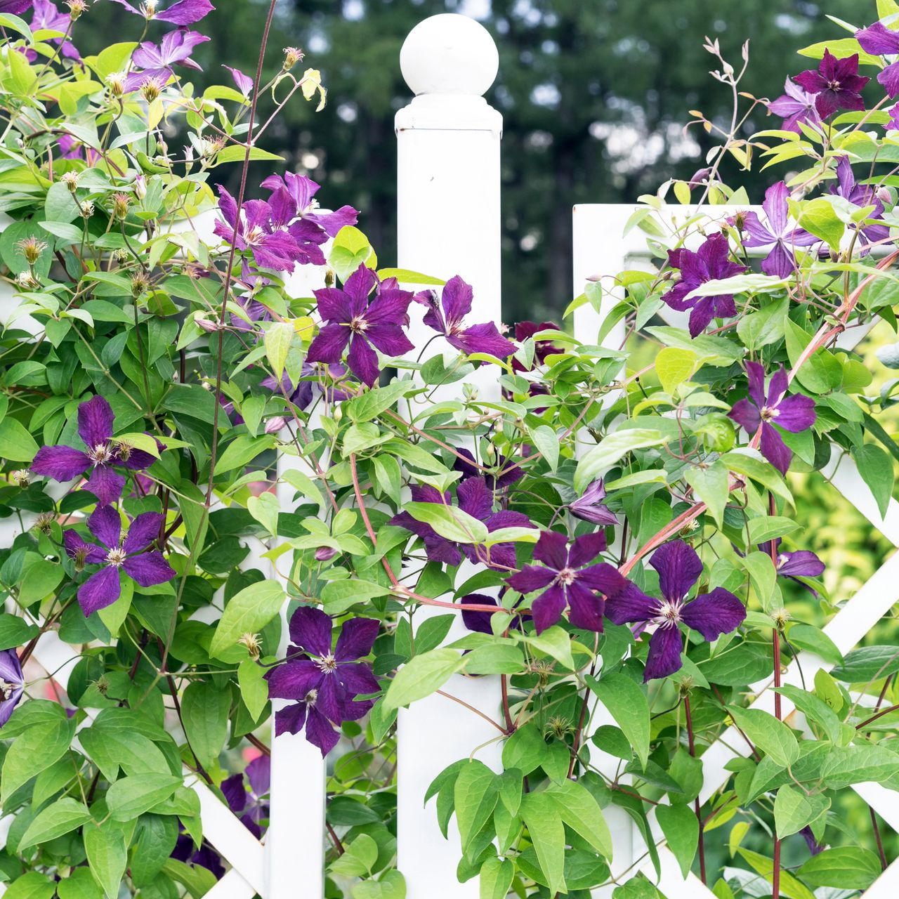 These 7 beautiful trellises will turn climbing plants into the stars of ...