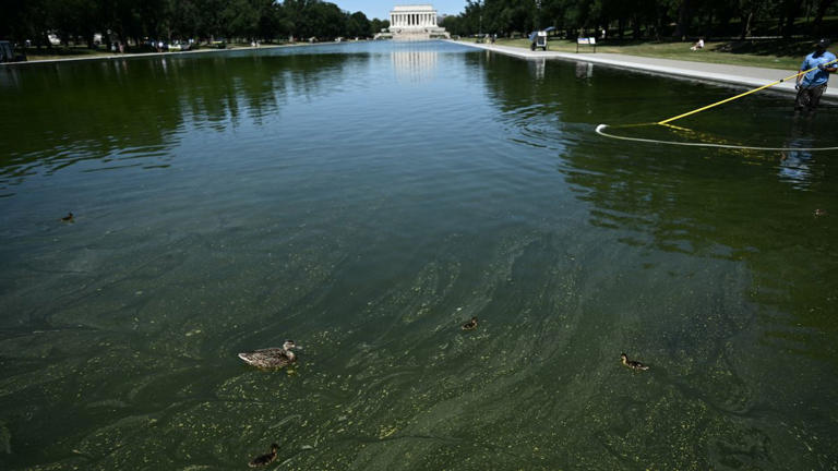 Were 'antifa operatives' arrested for dumping algae in reflecting pool?