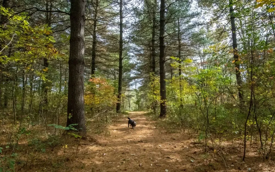 Hiking scare for dog ends in quick recovery and safety reminders