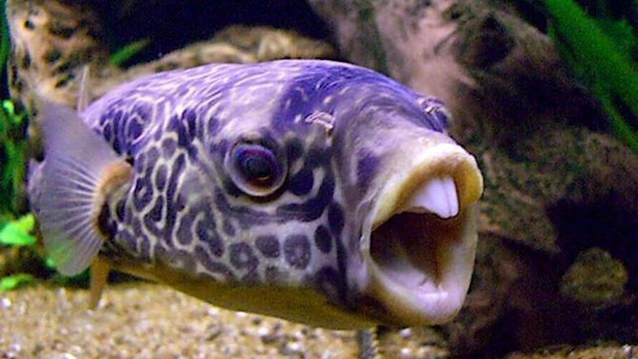Mediterraneo, un’altra specie invasiva minaccia la fauna ittica, ma è ...