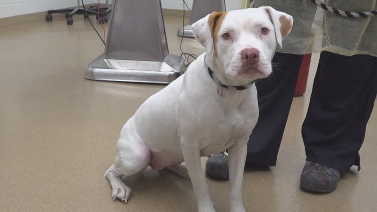 Updated ordinance protecting dogs in summer heat approved by Phoenix ...