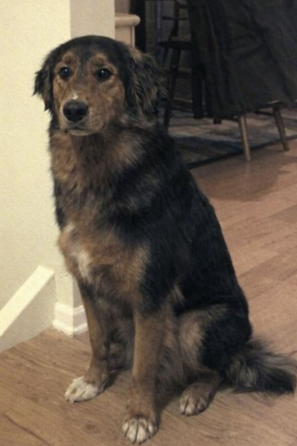Entrano in rifugio senza voler adottare, poi un cane dimenticato da ...