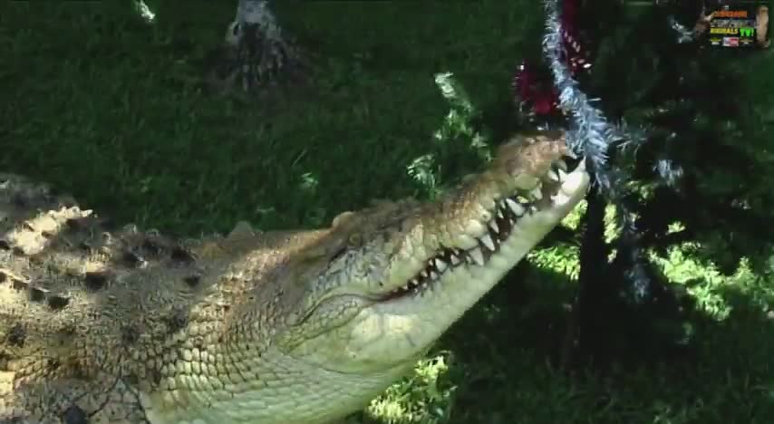 Ultimate crocodile attack compilation | Caught on camera