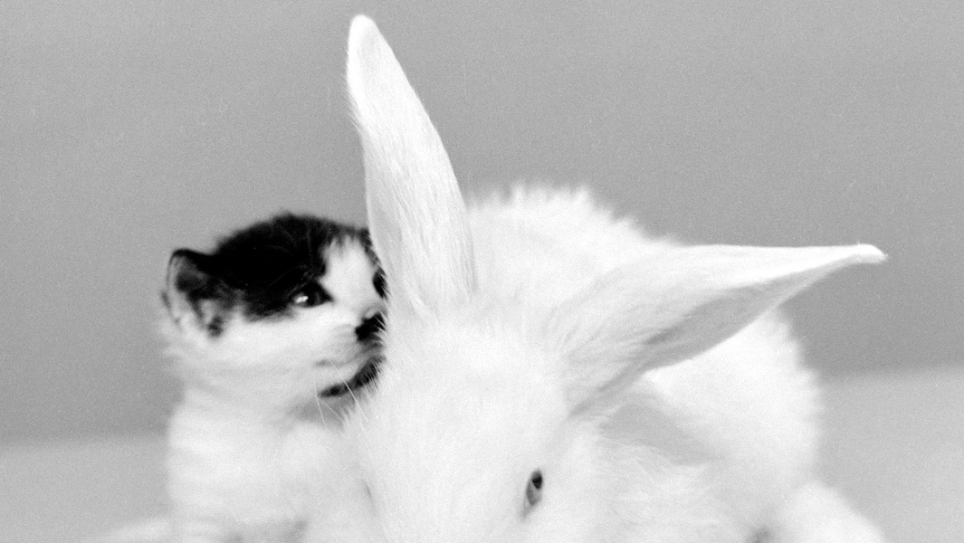 Understanding cat and rabbit friendships