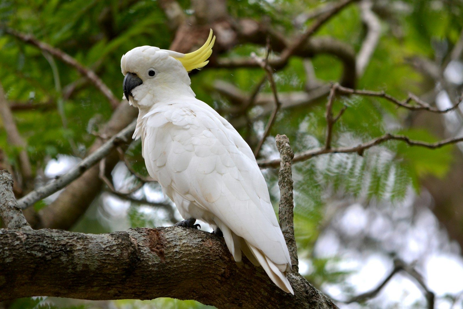 The bossy cockatoo grounds its owner by sending her to her room