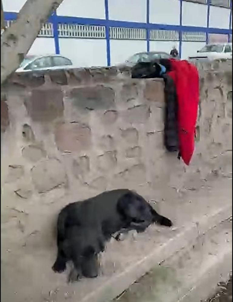 ¡Como Hachiko! Perrito se hace viral tras esperar por días a su dueño ...