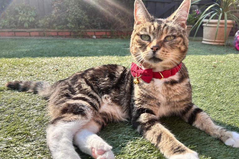 Family cat found dead days after Ring doorbell captured her being stolen