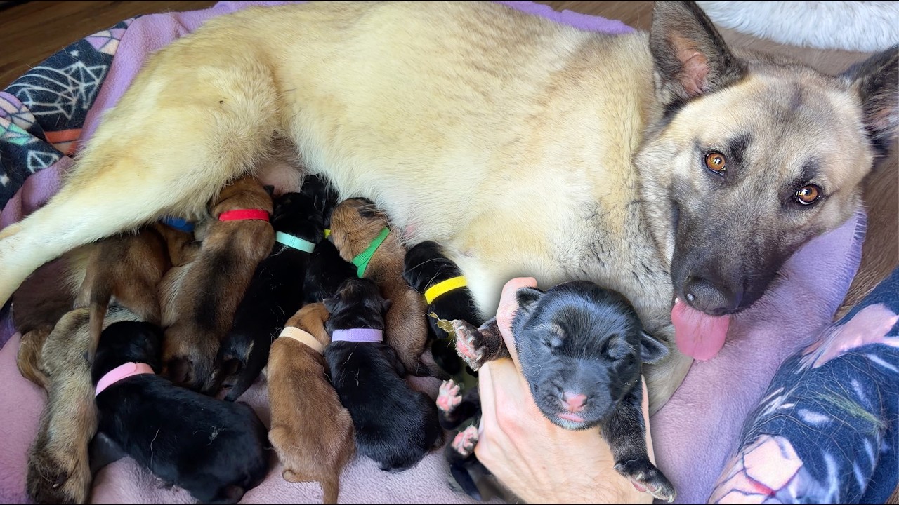 Meet My Adorable Day-Old German Shepherd Puppies For First Time