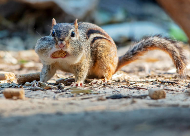 Watch a man earn the trust of wild chipmunks to feed them by hand