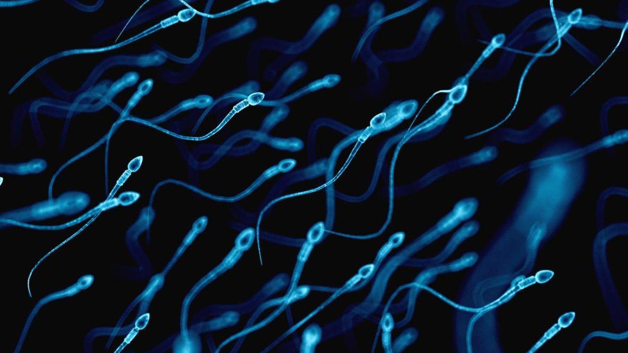 Testostérone, qualité du sperme : comment le GLP-1 booste aussi la ...