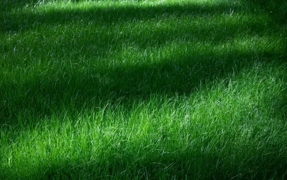 Lawn care secrets for year-round green grass