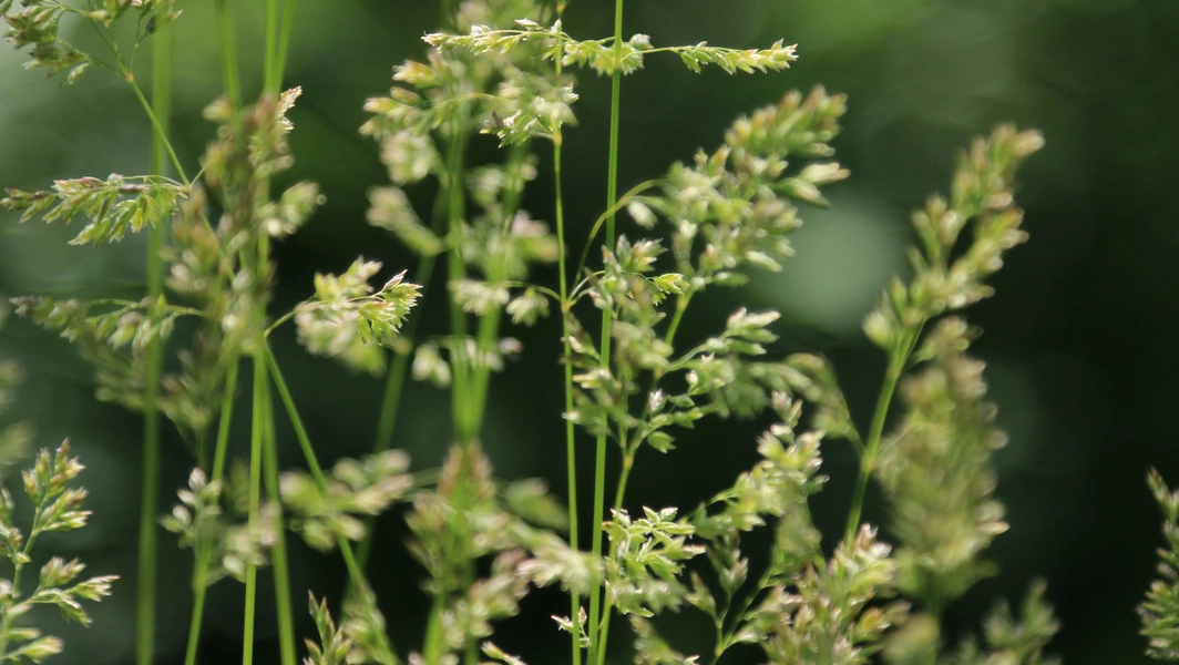 Lawn care secrets for year-round green grass
