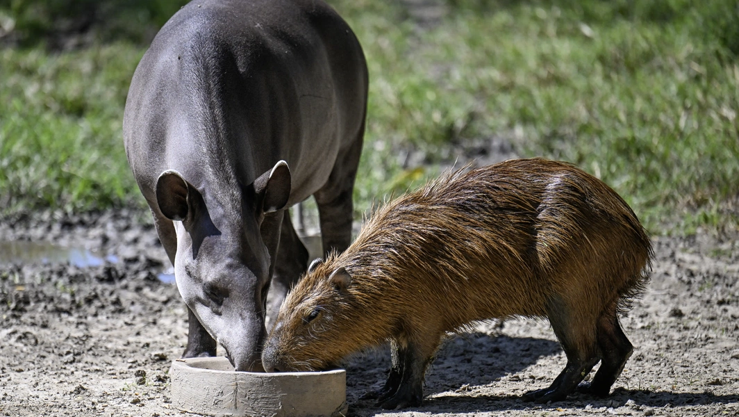 6 fascinating animal facts and trivia challenges