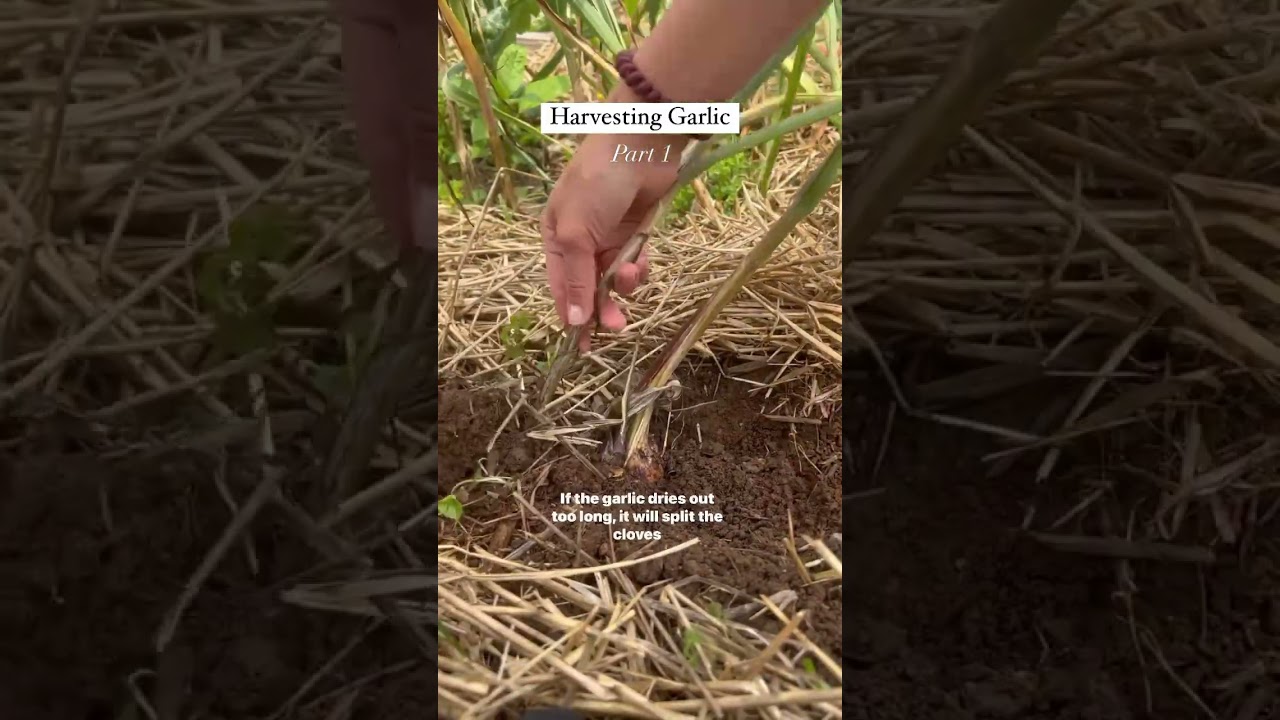 Harvest garlic at the perfect time for best results