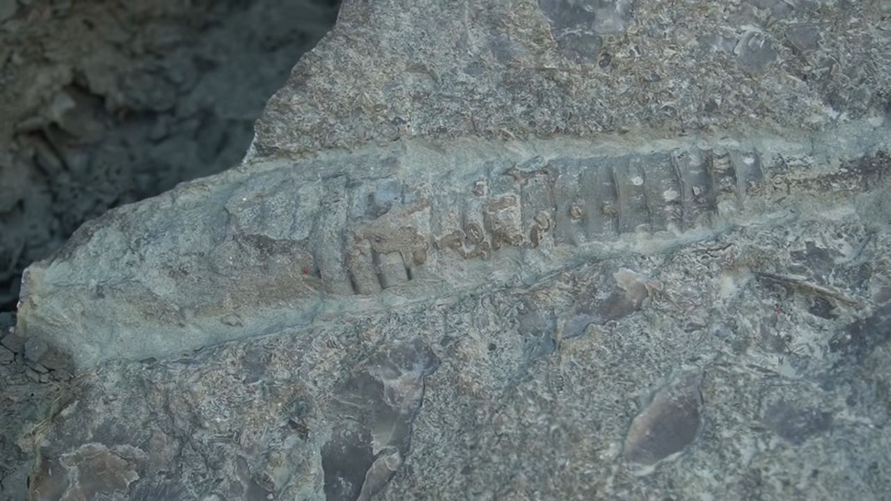 A squid-like fossil was hiding in the same rock layer as crystal-filled ...