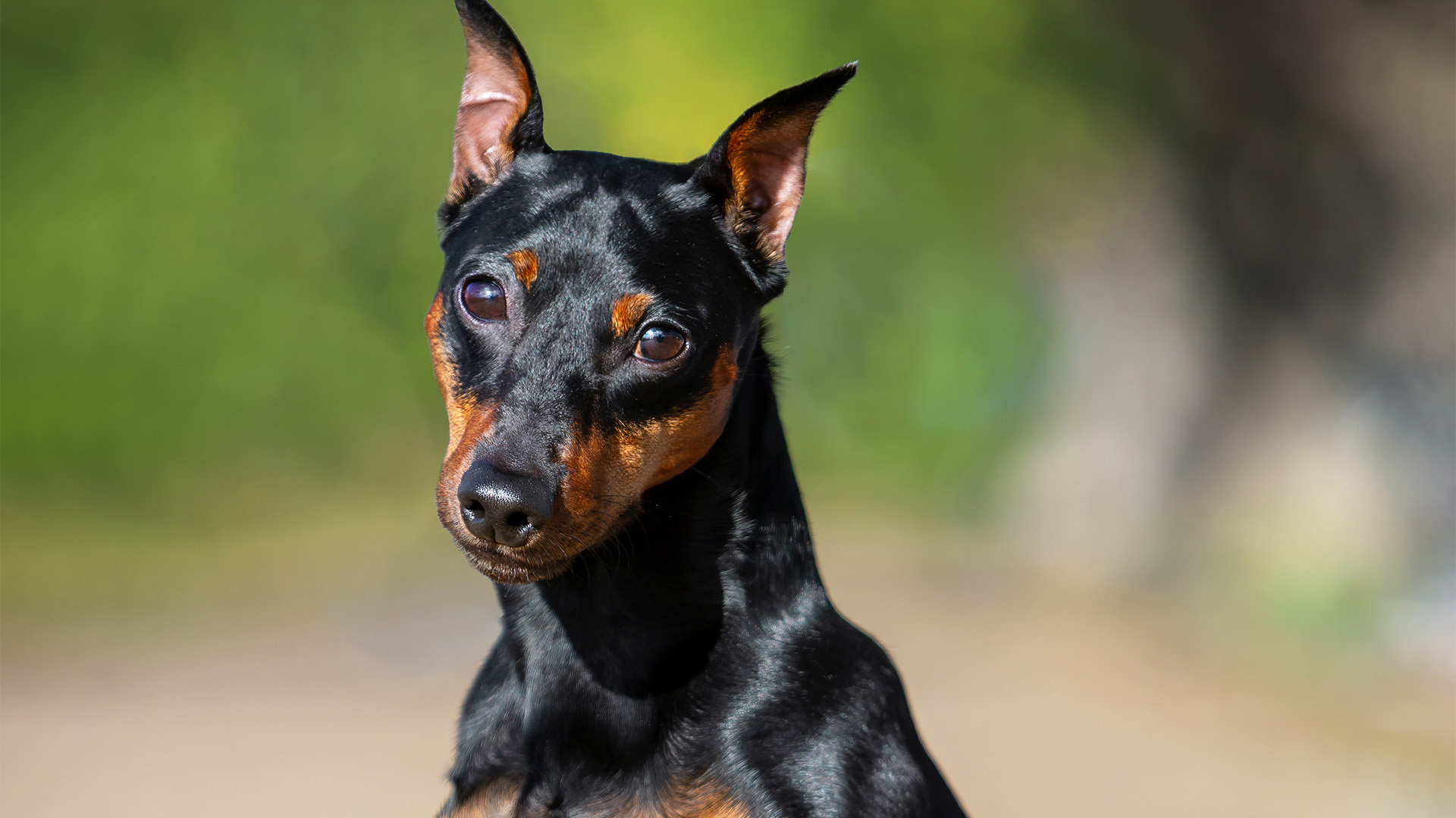 The best low-cost dog breeds for pet owners