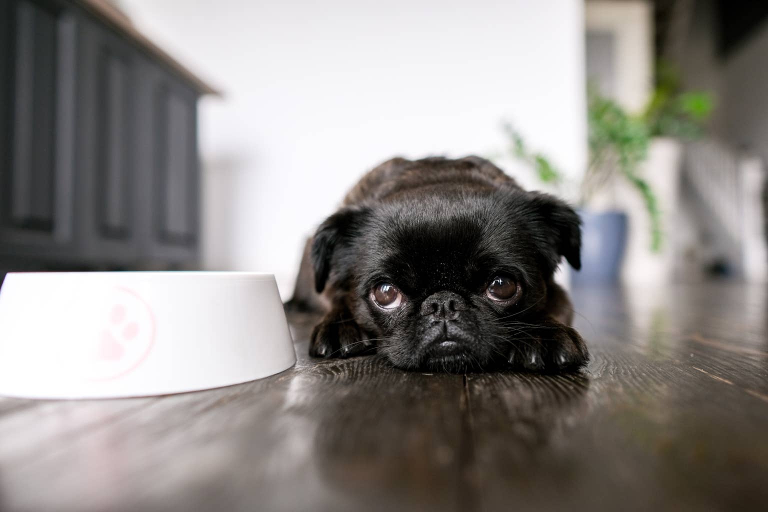 Pug's unamused face while taking a shower is the funniest thing you'll ...