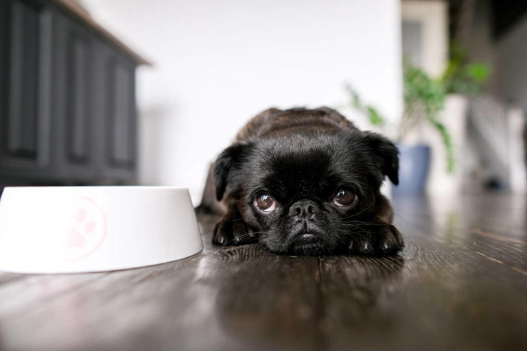 Pug's unamused face while taking a shower is the funniest thing you'll ...