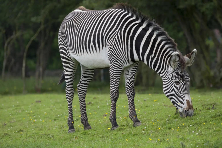 Are zebras black with white stripes or white with black? Science ...