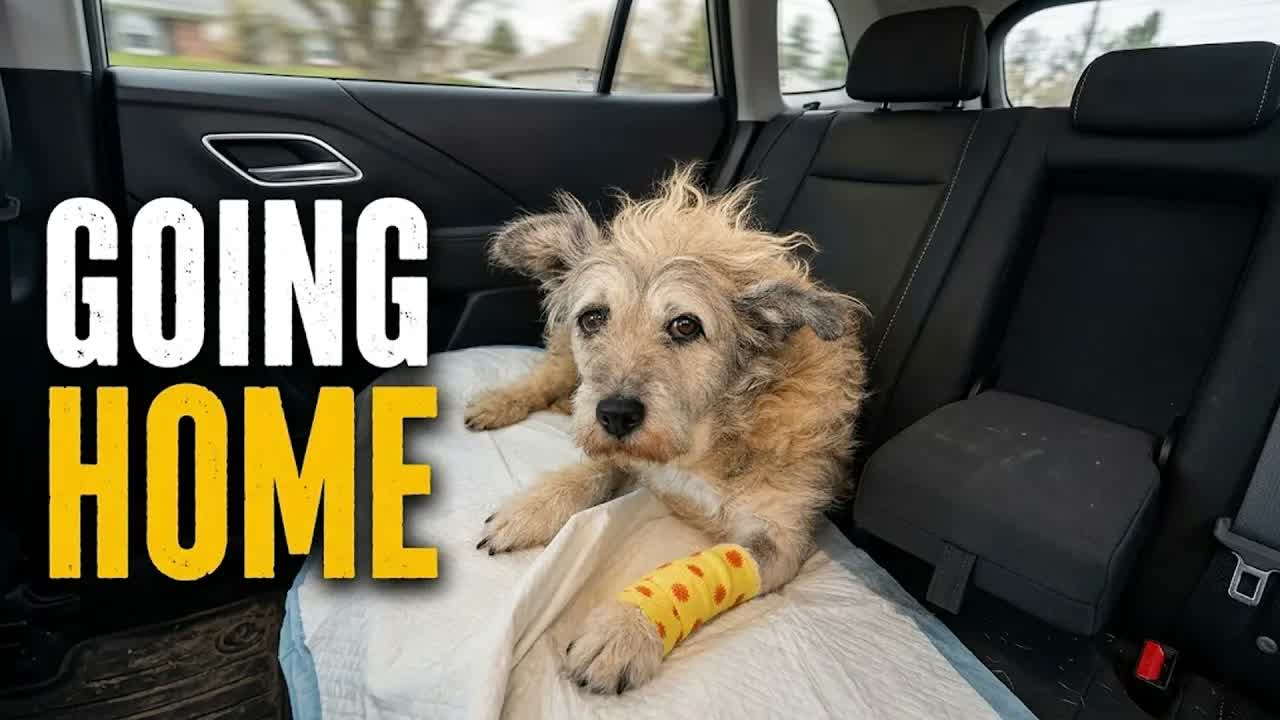 Heartwarming reunion: Liska returns home - where love awaits