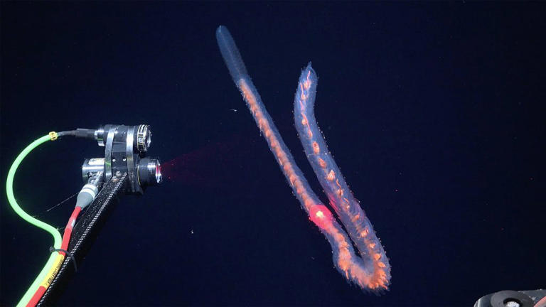 Deep-sea mission uncovers 31 new species