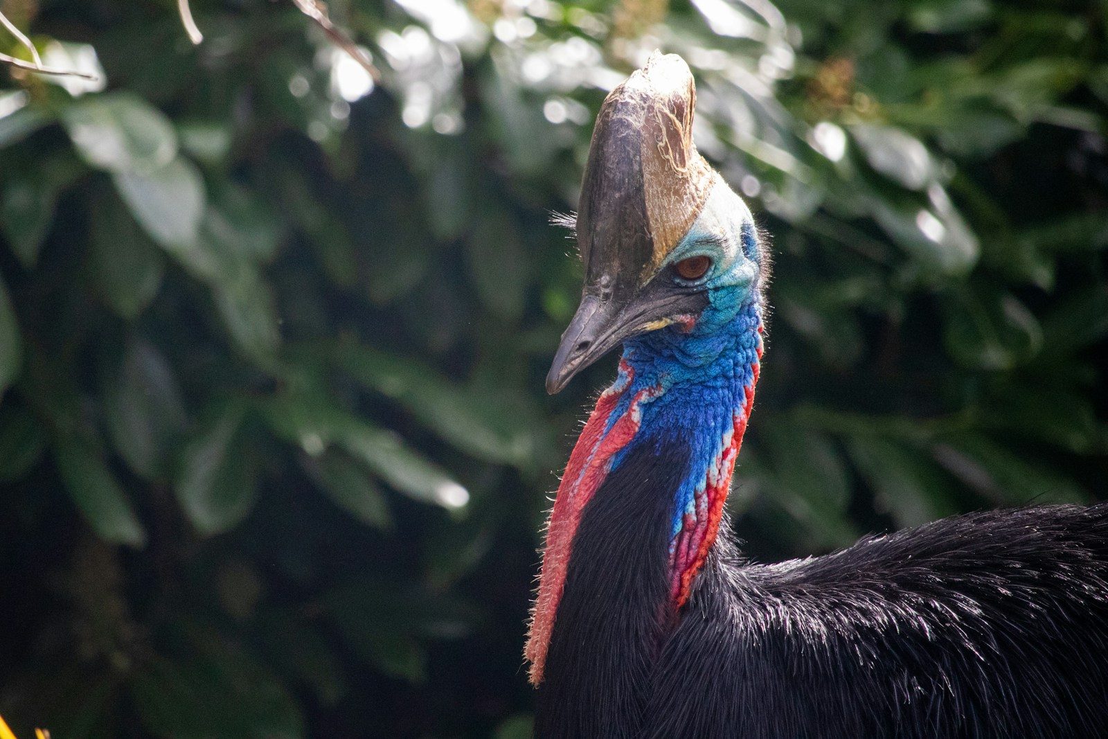 Meet the world’s most dangerous bird, known to kill humans