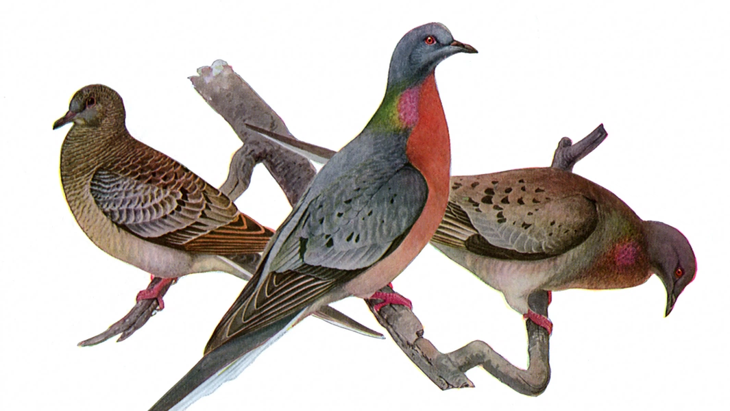 The rise and extinction of the passenger pigeon