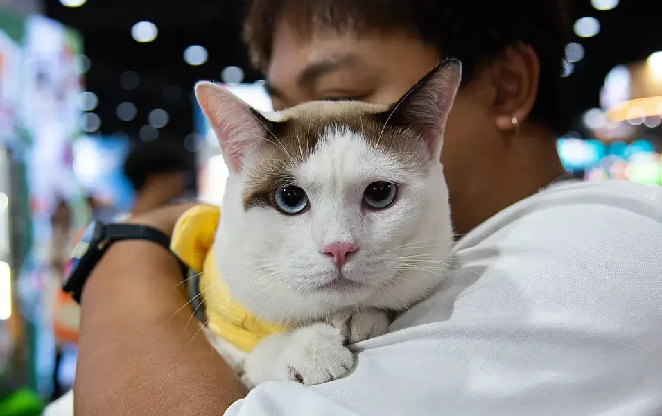Experts share science-backed signs of feline affection