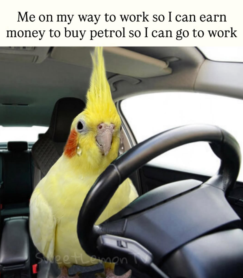 A nest full of bird memes for those who secretly wish they could yell ...