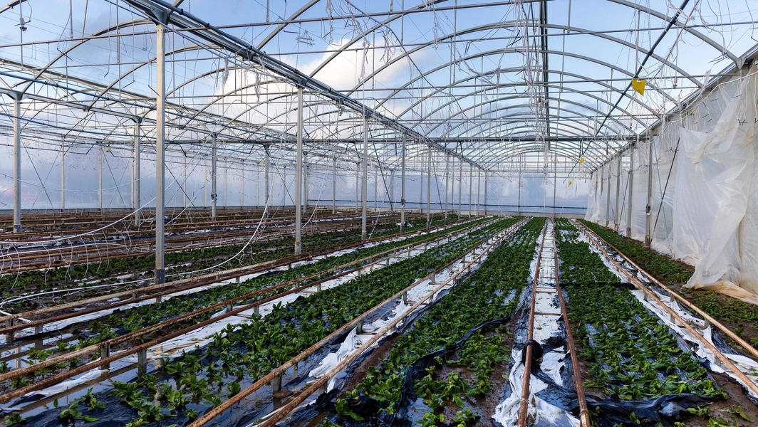 15 productive plants for year-round greenhouse growing